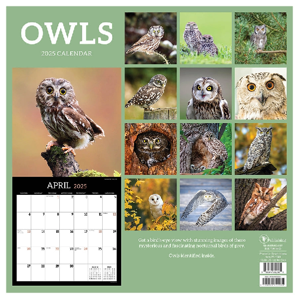 2025 Owls Wall Calendar | 2025 Calendars | The Gifted Type